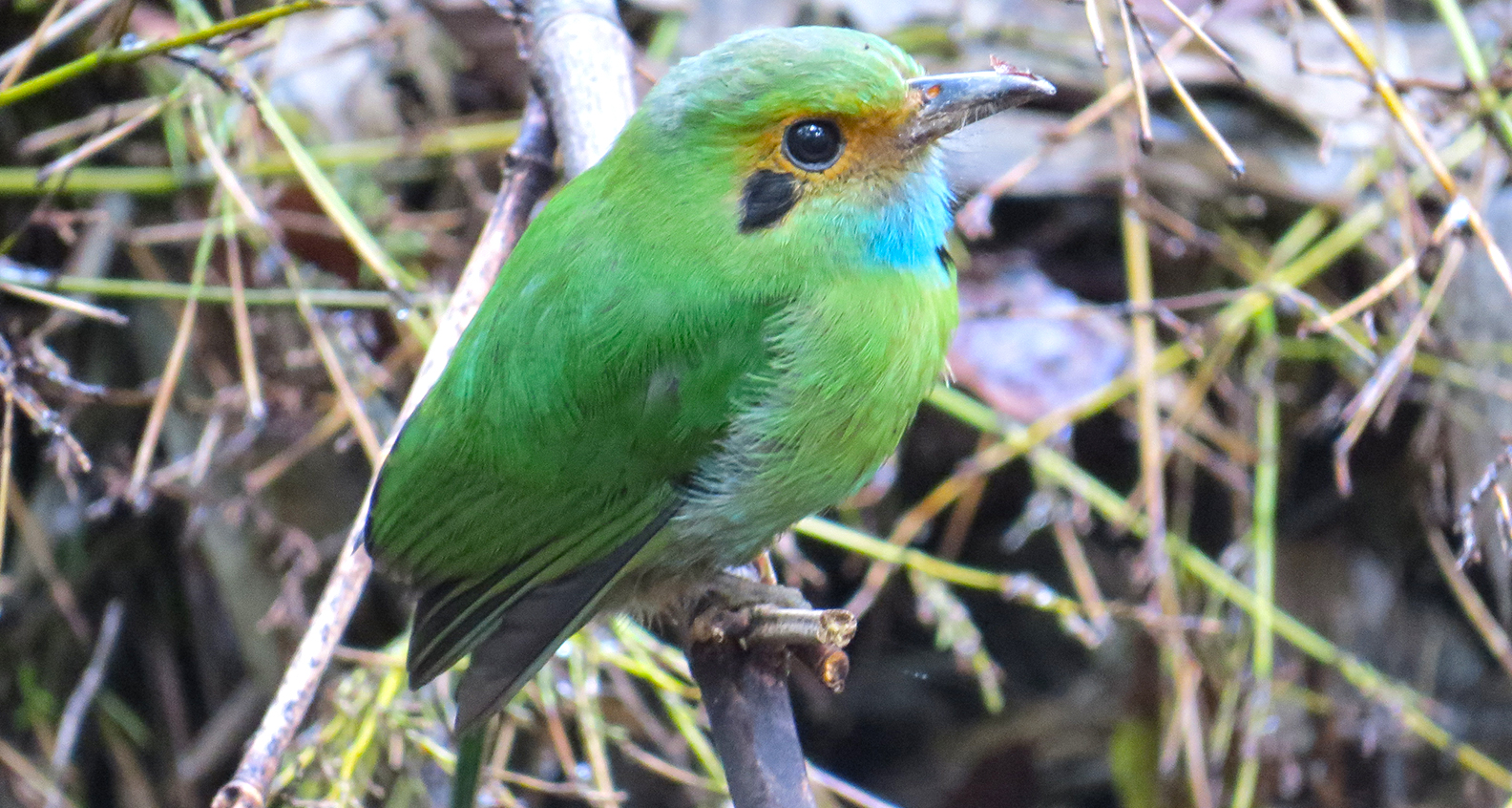 Lake Atitlan Birdwatching Adventure - Voltan Adventures
